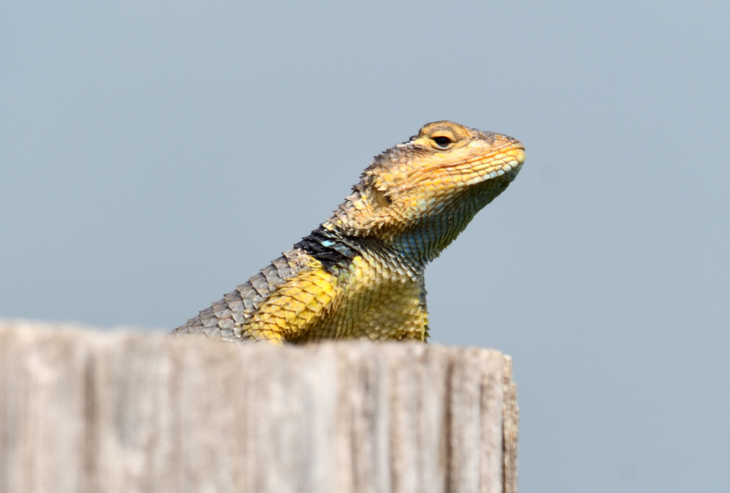 Blue Spiny Lizard from Bustamante, N.L., México on July 14, 2024 at 09: ...