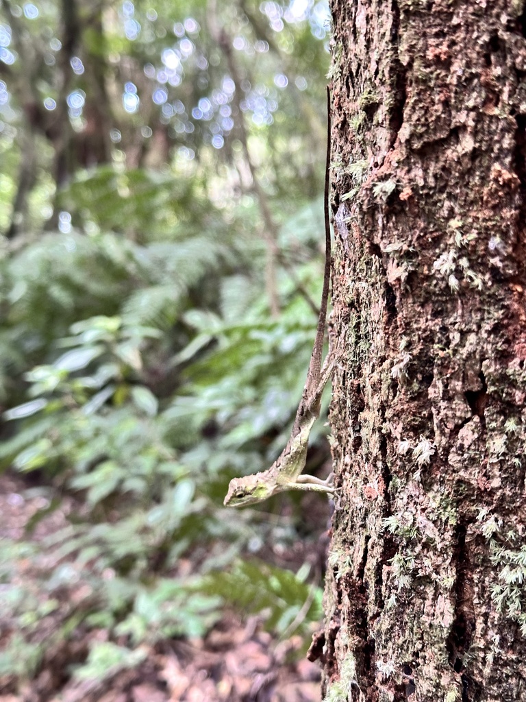 Okinawa Tree Lizard in August 2024 by susanwu · iNaturalist
