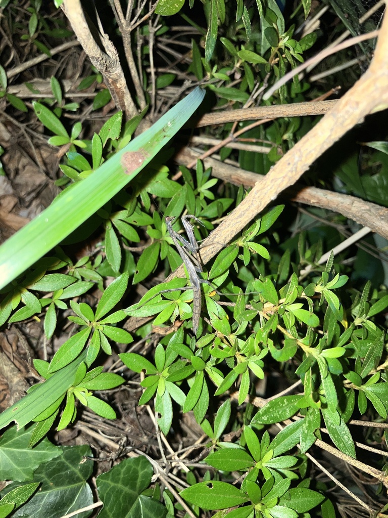 Statilia maculata maculata from 磐梯朝日国立公園, 福島市, 福島県, JP on August 27 ...