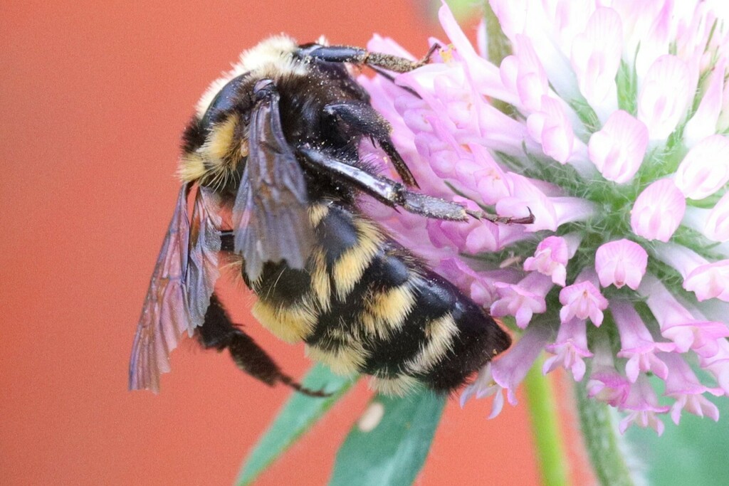 Northern Amber Bumble Bee from Massey Acres on August 27, 2024 at 05:14 ...