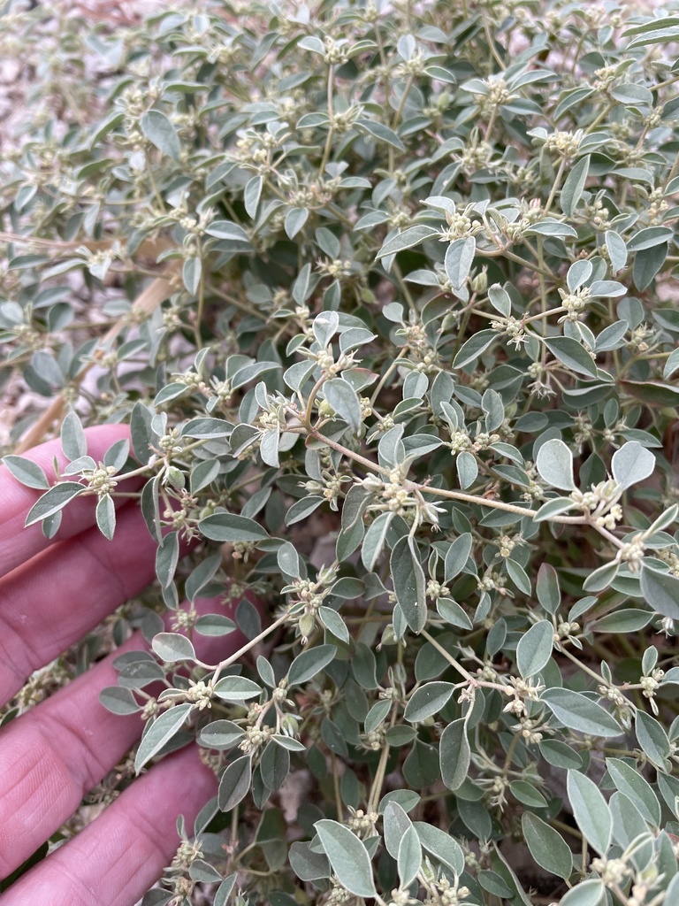 Prairie Tea from Melodie Dr, West, TX, US on August 27, 2024 at 06:45 ...