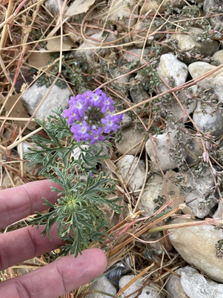 Dakota mock vervain from Czech Inn Dr, West, TX, US on August 27, 2024 ...