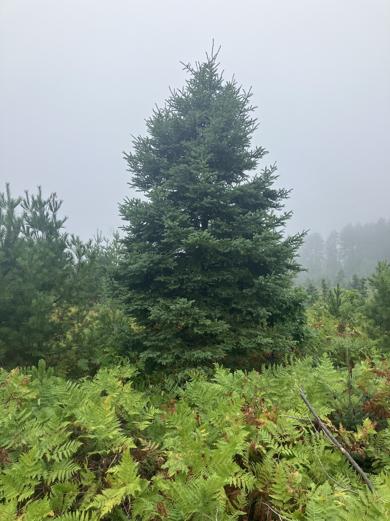 white spruce from Lanse, MI, US on August 27, 2024 at 03:31 PM by Manny ...