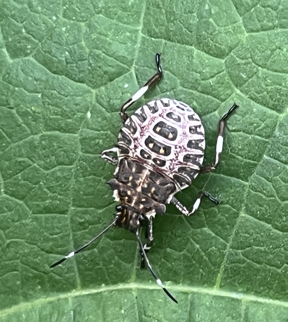 Brown Marmorated Stink Bug from Castleman Ave, St. Louis, MO, US on ...