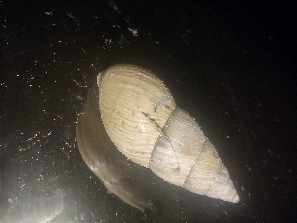 Ghost Bulimulus from Quilombo, Pelotas - RS, Brasil on August 27, 2024 ...