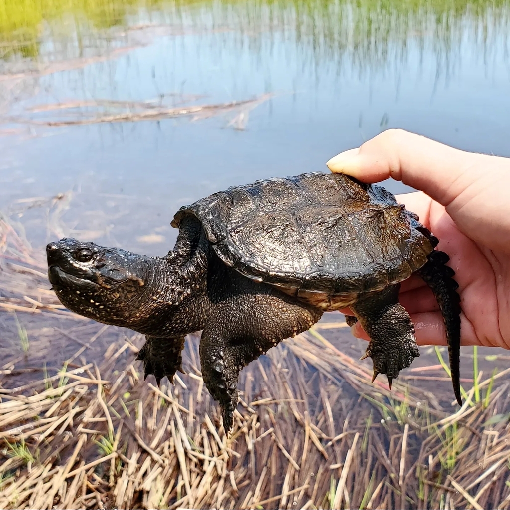 Common Snapping Turtle from Grand Bay-Westfield, NB E5K, Canada on ...