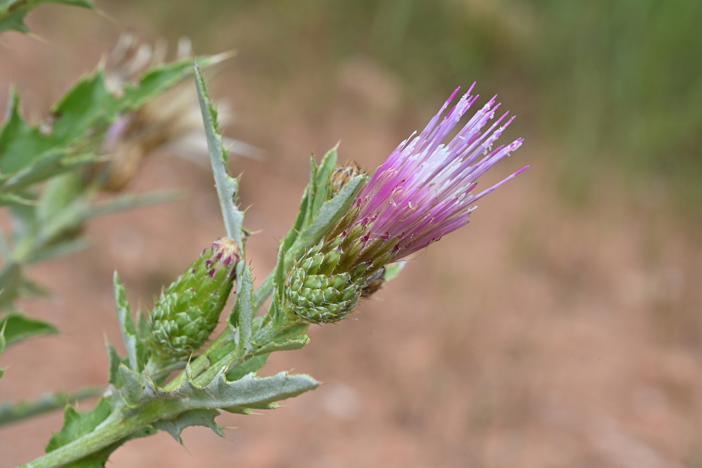 Cainville Thistle from Montrose County, CO, USA on August 23, 2024 at ...