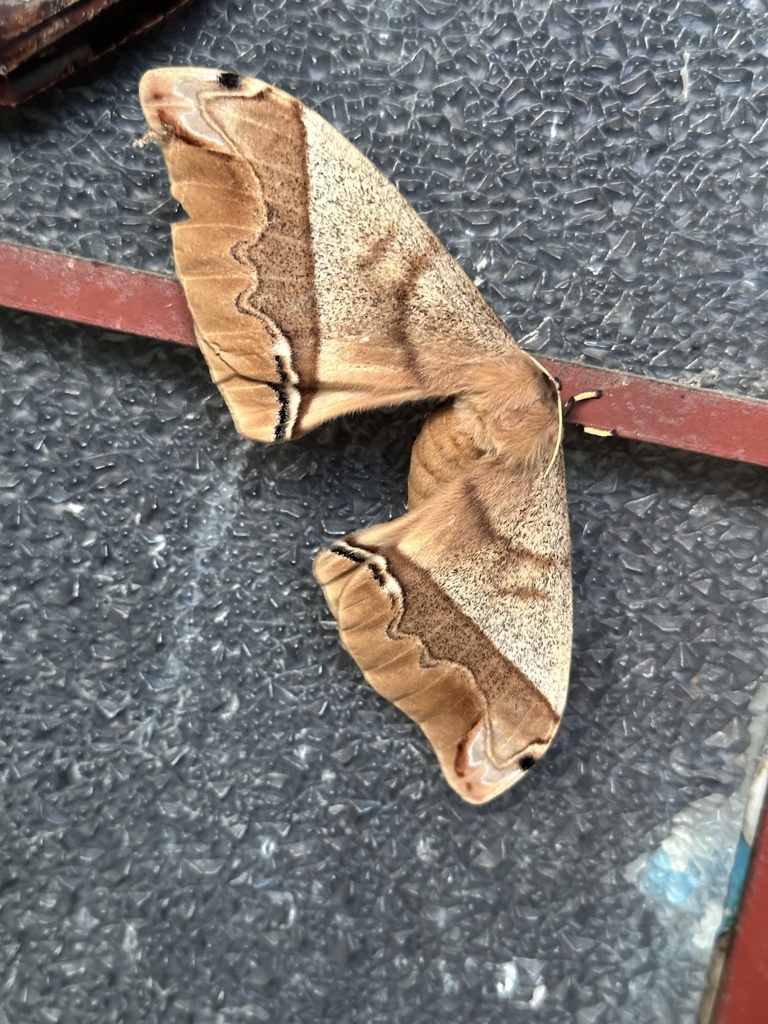 giant silk moth from Sierra Gorda Biosphere Reserve, Landa de Matamoros ...