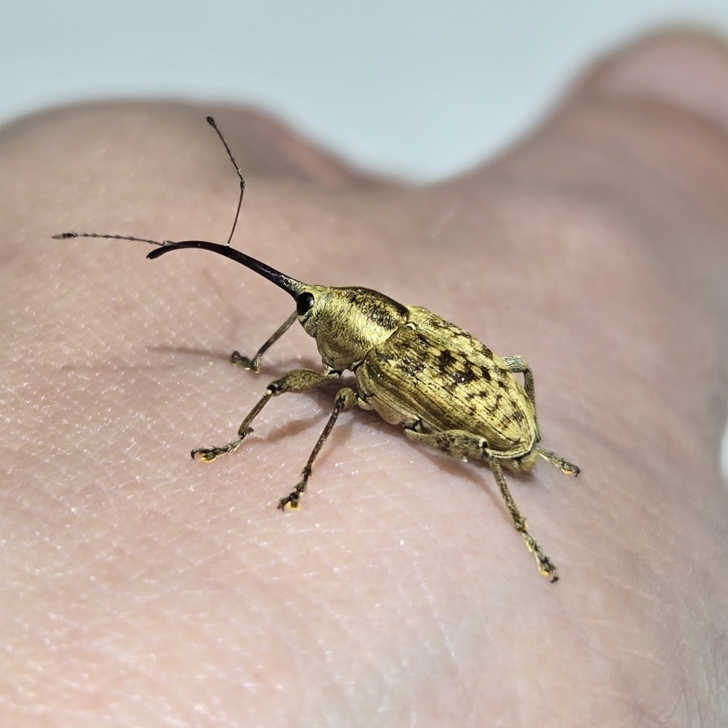 large chestnut weevil from Hockessin, DE, USA on August 27, 2024 at 09: ...
