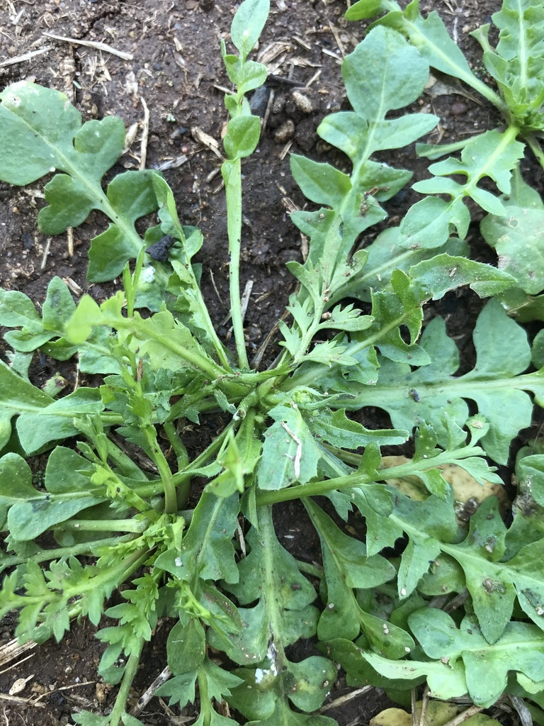Something from Gunnedah Showground, Gunnedah, NSW, AU on August 28 ...