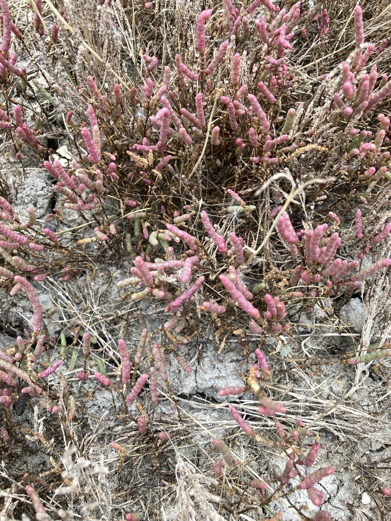 red glasswort from Rocky View, AB, Canada on August 27, 2024 at 01:20 ...