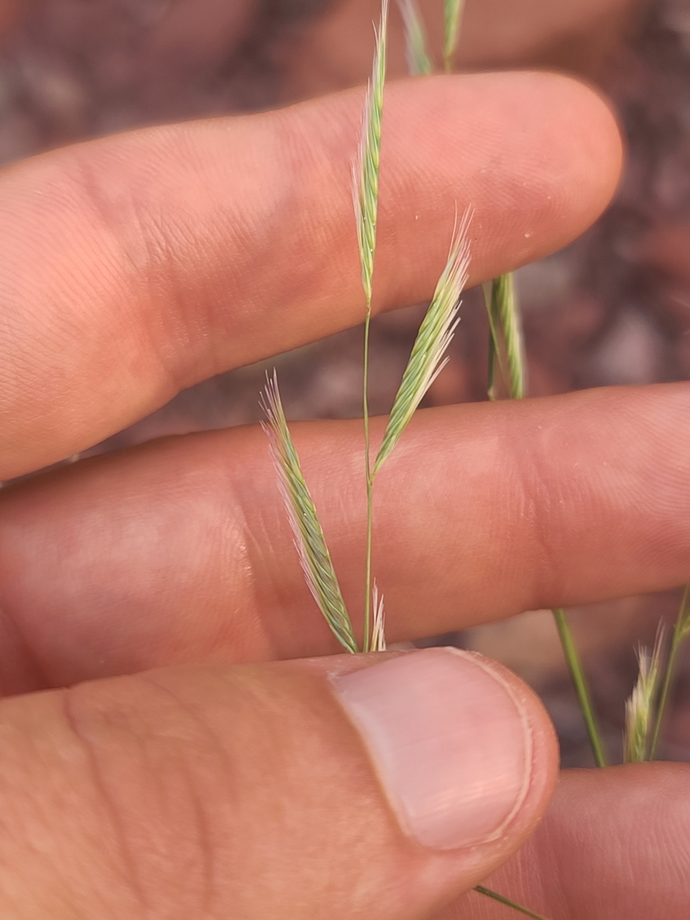 Red Grama from Tucson, AZ 85743, USA on August 27, 2024 at 06:09 PM by ...