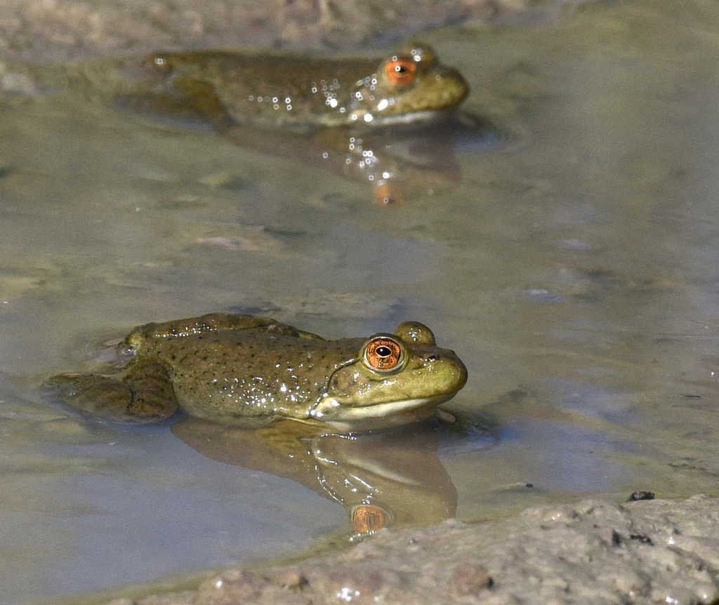 American Bullfrog from Oliver Reservoir, Bushnell, NE, USA on August 17 ...