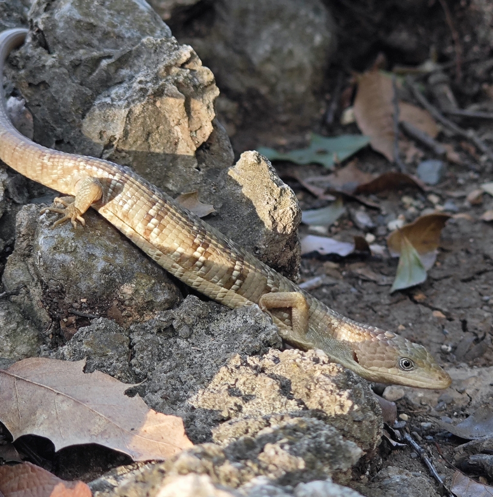 Texas Alligator Lizard from 66279 N.L., México on July 9, 2024 at 06:26 ...