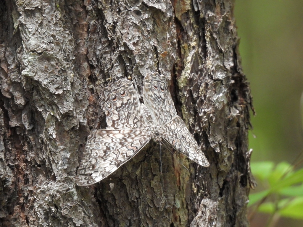Hamadryas februa ferentina from 29256 Chis., México on August 24, 2024 ...