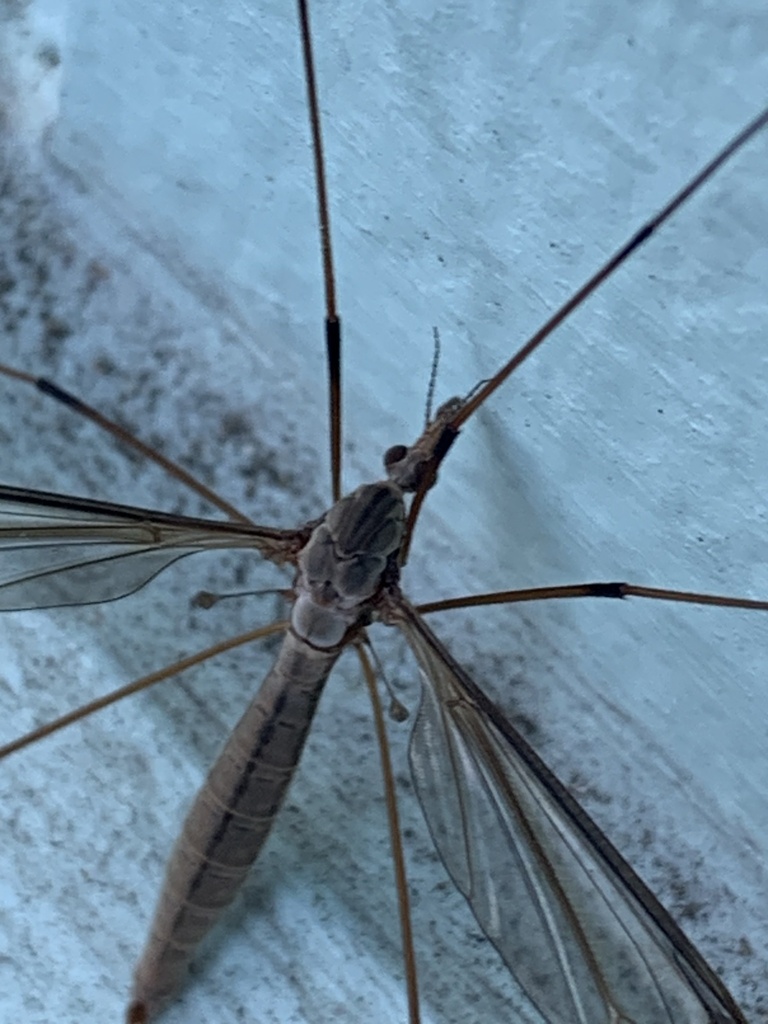 Marsh Crane Fly from N Davis Rd, Ladysmith, BC, CA on August 27, 2024 ...