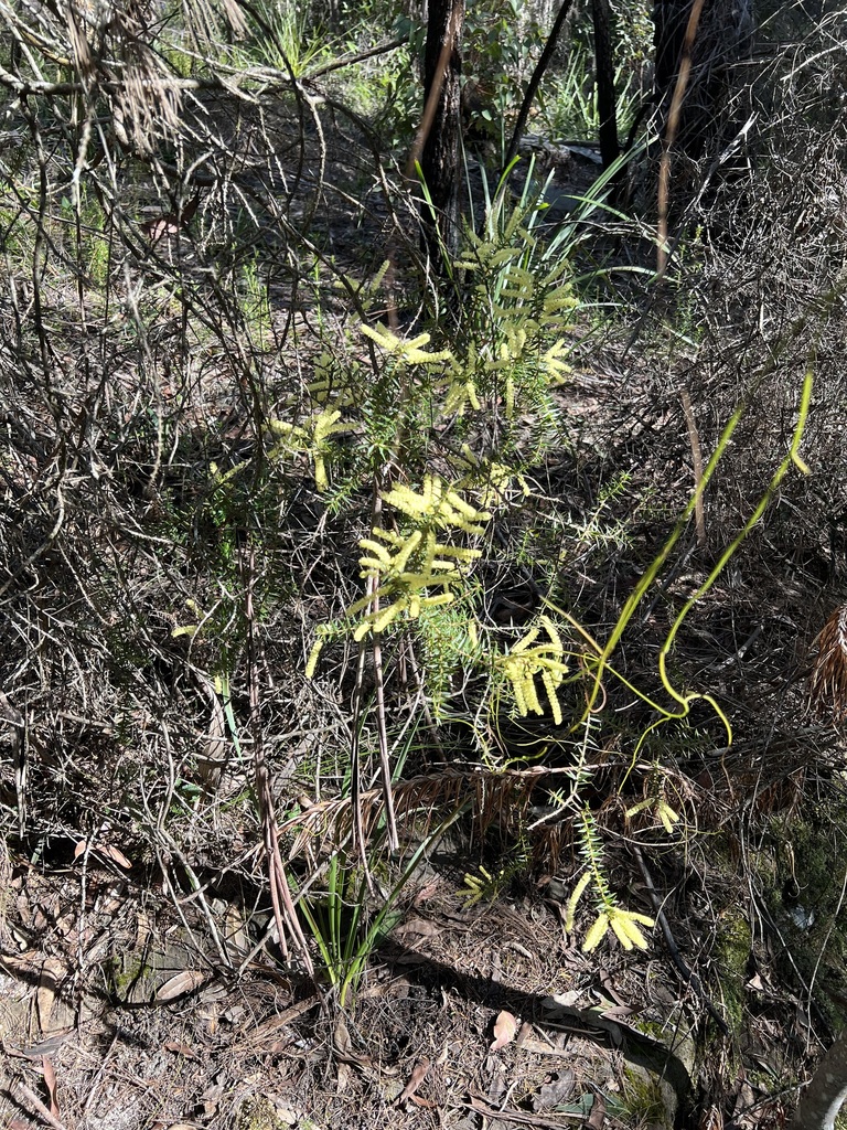 Spike Wattle from Sydney NSW, Australia on August 24, 2024 at 02:39 PM ...