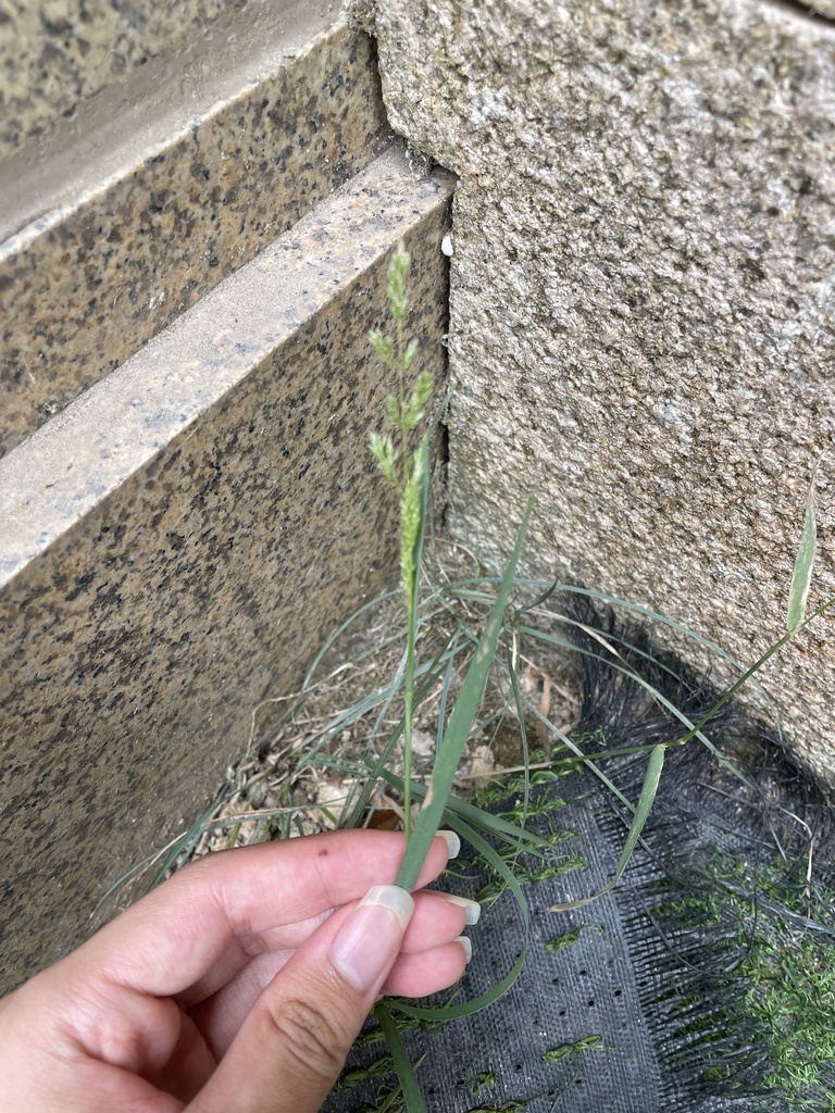 Asian minor rabbit’s-foot grass from 绿城杨柳郡·颂柳园(建设中), 舟山市, 浙江省, CN on ...