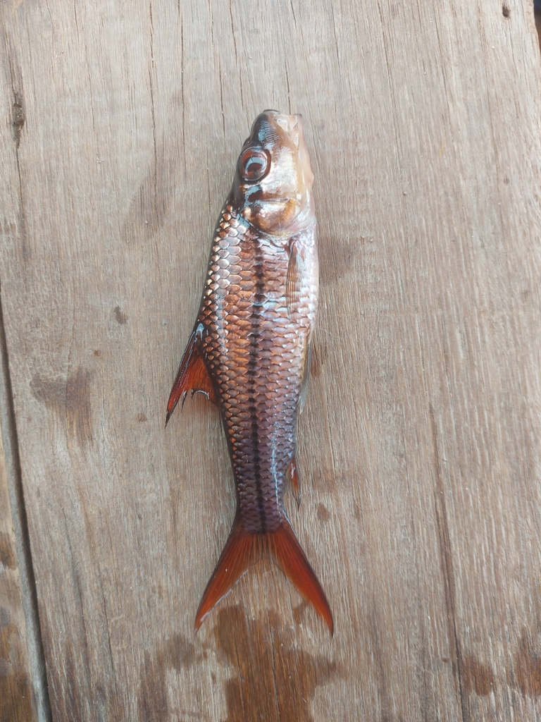 Redfin River Barb from Tlk. Pulai, Kec. Kumai, Kabupaten Kotawaringin ...