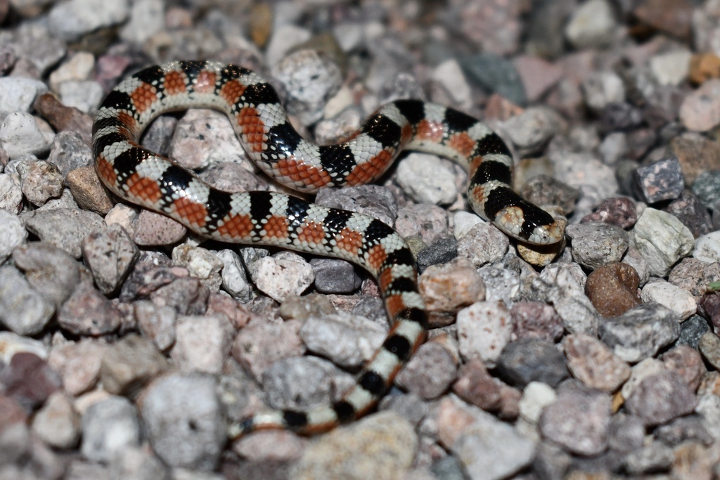 Thornscrub Hook-nosed Snake in August 2024 by Erik Atwell · iNaturalist