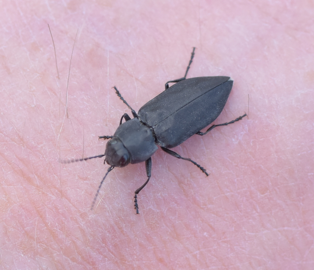 Black Fire Beetle from Mill Lake, Abbotsford, BC, Canada on August 27 ...