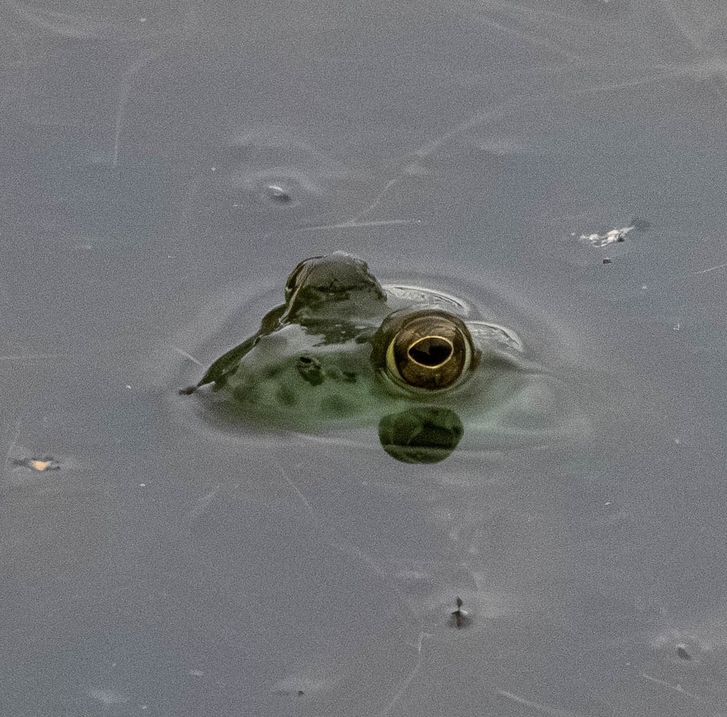 American Bullfrog from Ferndale, WA, USA on August 22, 2024 at 01:07 PM ...