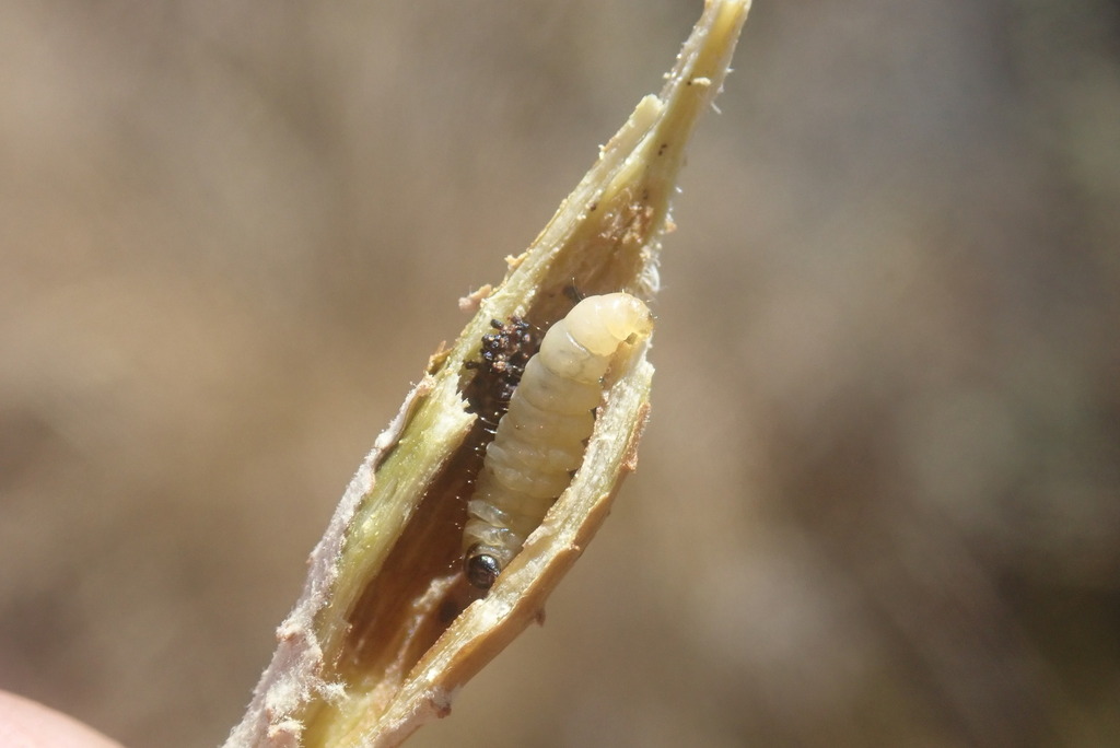 Gall and Forest Midges from Ehlanzeni District Municipality, South ...