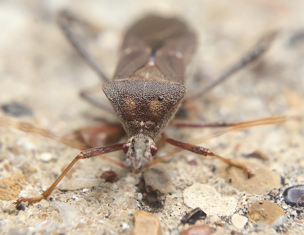 Northern Leaf-footed Bug in August 2024 by Zachary Chapman · iNaturalist