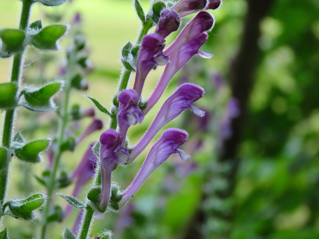 (Scutellaria columnae columnae) - Botanical Realm