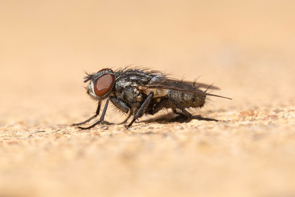 Bot Flies, Blow Flies, and Allies from 中国内蒙古自治区呼和浩特市新城区 on August 27 ...