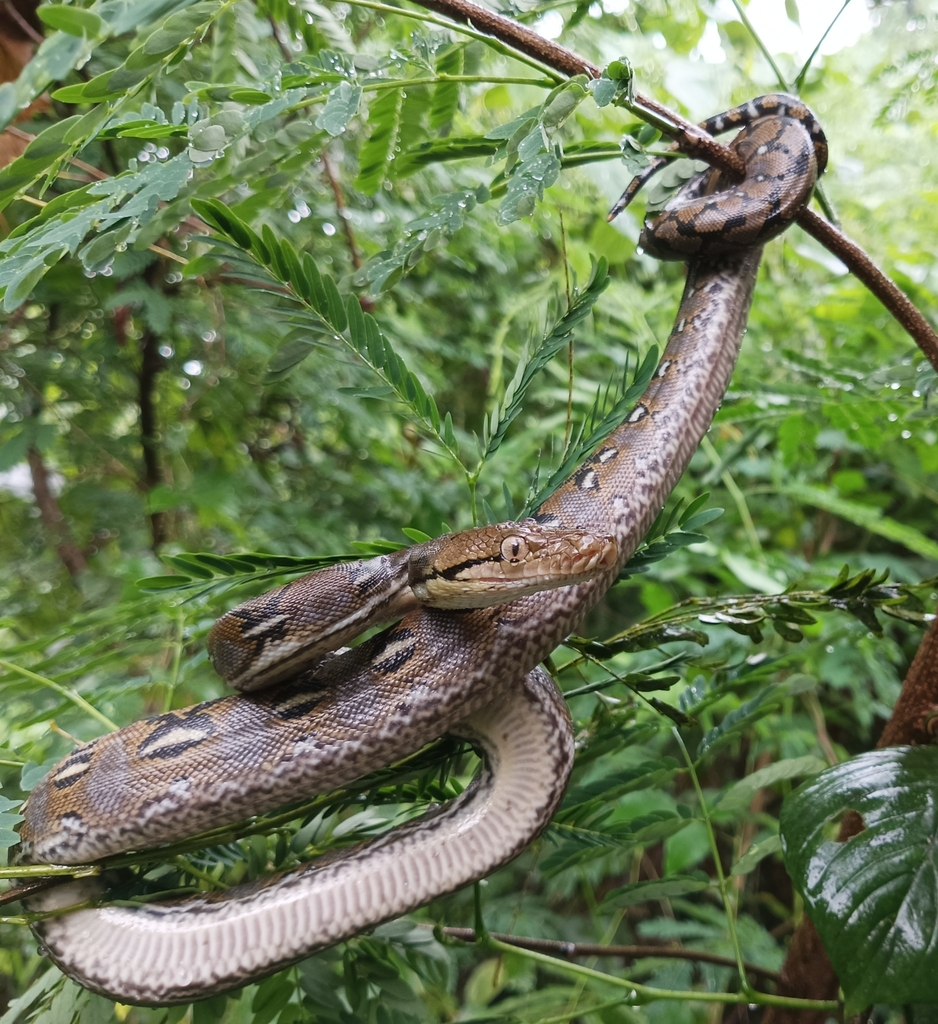 Reticulated Python from H45P+FFP, Taytay, 1920 Rizal, Philippines on ...