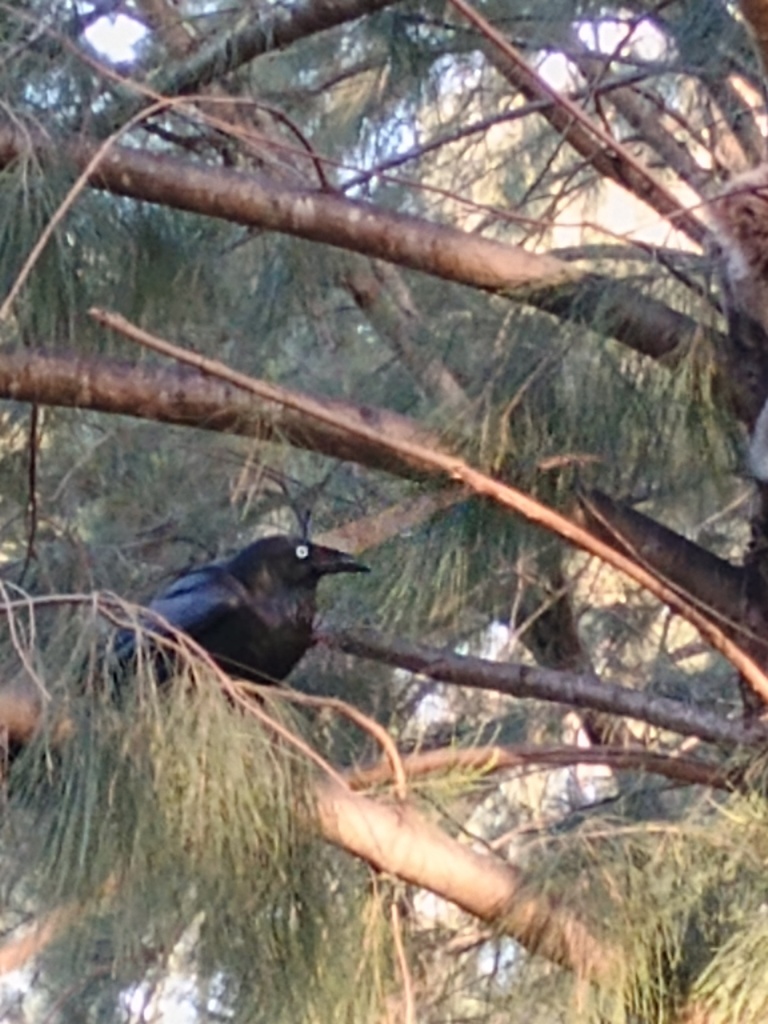 Little Raven from Adelaide SA, Australia on August 28, 2024 at 05:08 PM ...
