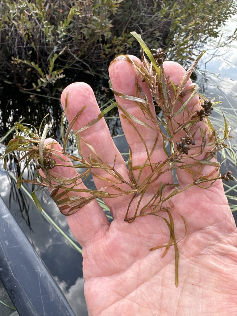 Bluntleaf Pondweed from Brishlotte Lake, Saint Agatha, ME, US on August ...