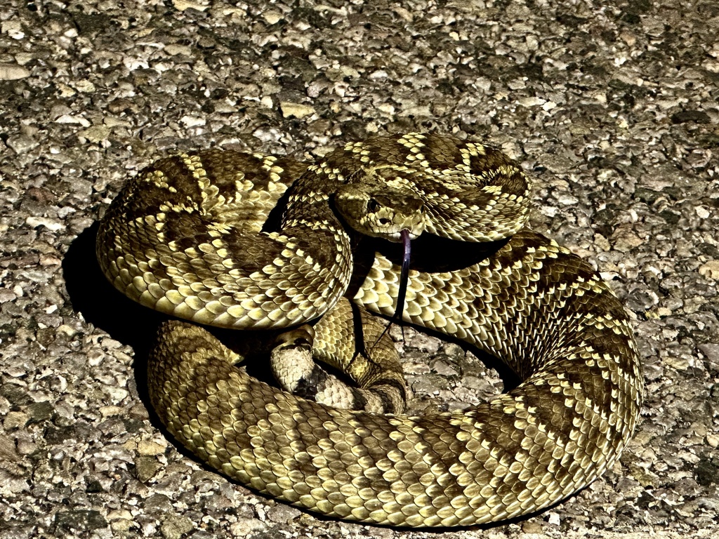 Mojave Rattlesnake from N Highway 191, Douglas, AZ, US on August 27 ...