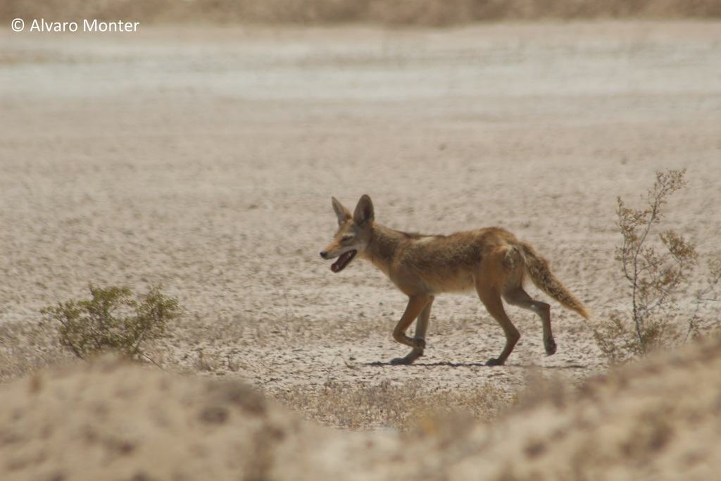Coyote from Mexicali, B.C., México on June 07, 2019 at 01:37 PM by ...