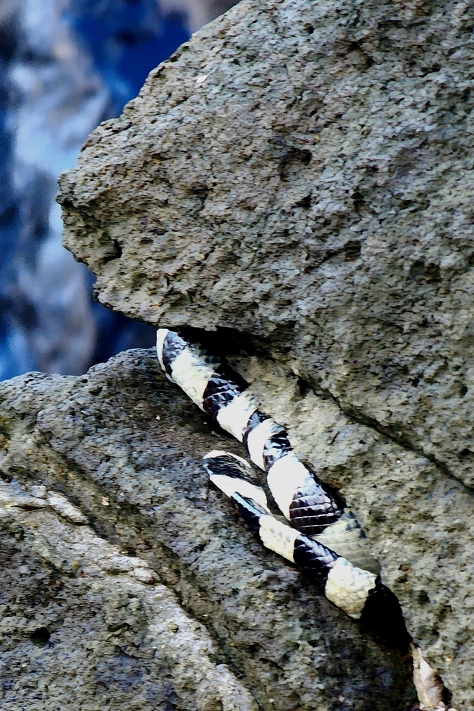 Sea Kraits from Wainikeli, Fiji on August 28, 2024 at 04:22 PM by John ...