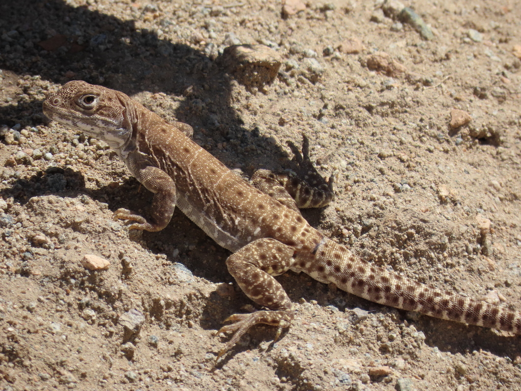 Long-nosed Leopard Lizard in August 2024 by Richard D Reams · iNaturalist