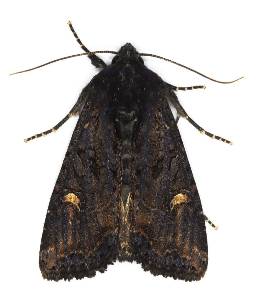 Kidney-spotted Rustic Moth from Point May, NL, Canada on August 28 ...