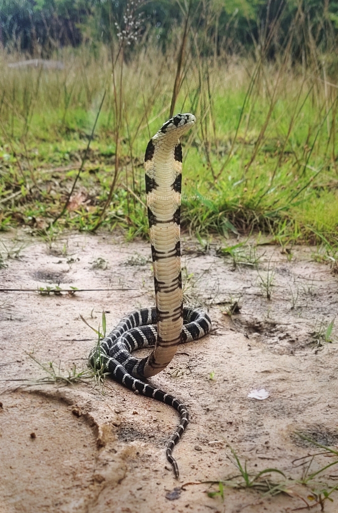 King Cobra in August 2024 by Prathamesh Khedwan. Andaman king cobra ...