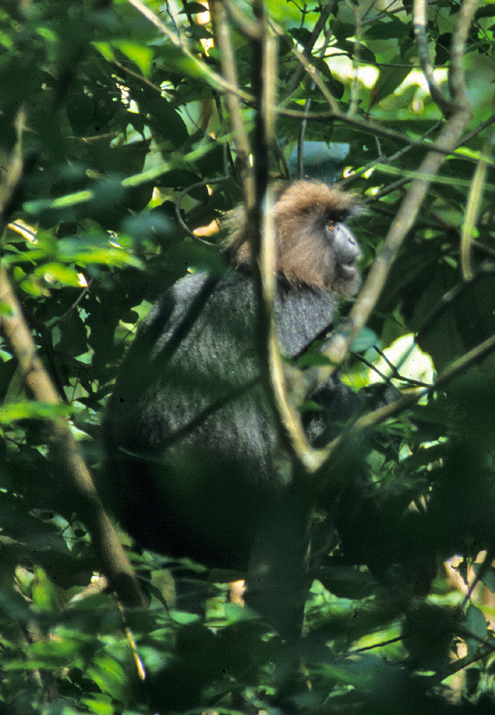 Nilgiri Langur (Semnopithecus johnii) - Know Your Mammals
