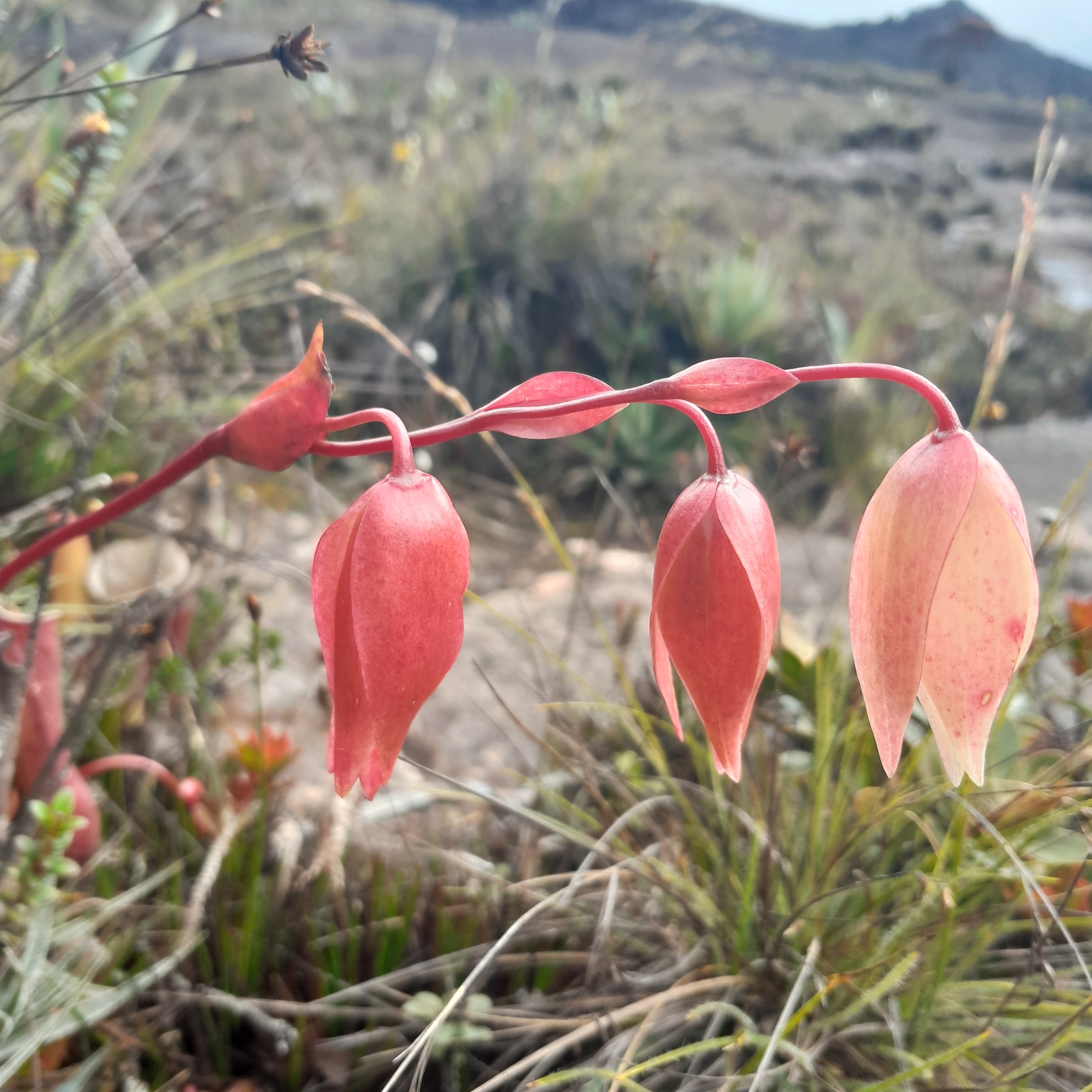 Heliamphora - Species List