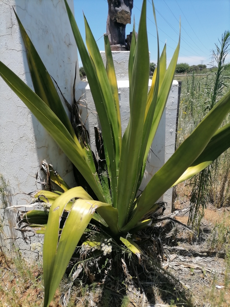Mauritius hemp from Kimberley, 8301, South Africa on January 17, 2023 ...