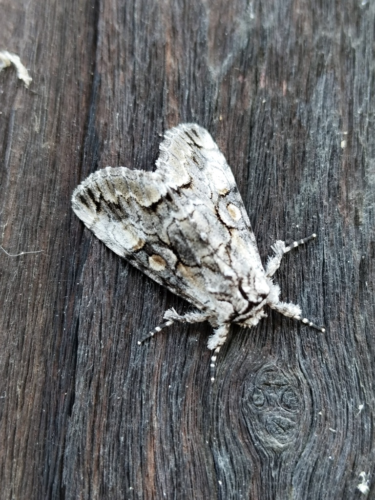 Charadra from San Sebastián del Oeste, Jalisco, Mexico on August 28 ...