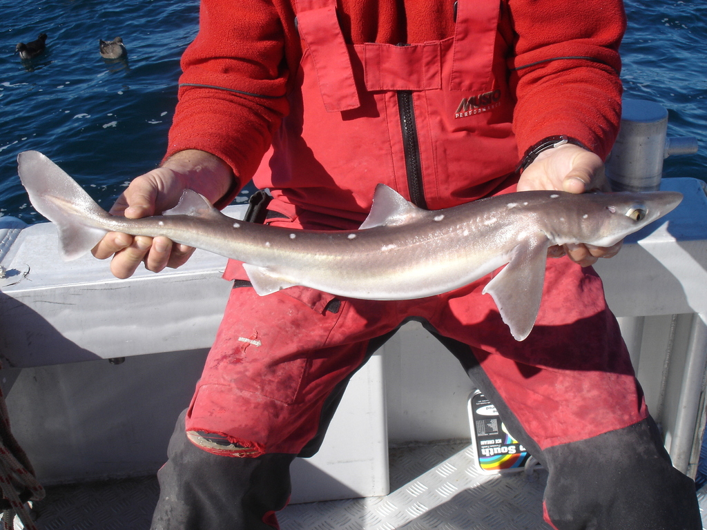 White-spotted Dogfish (Squalus acanthias) - Marine Life Identification