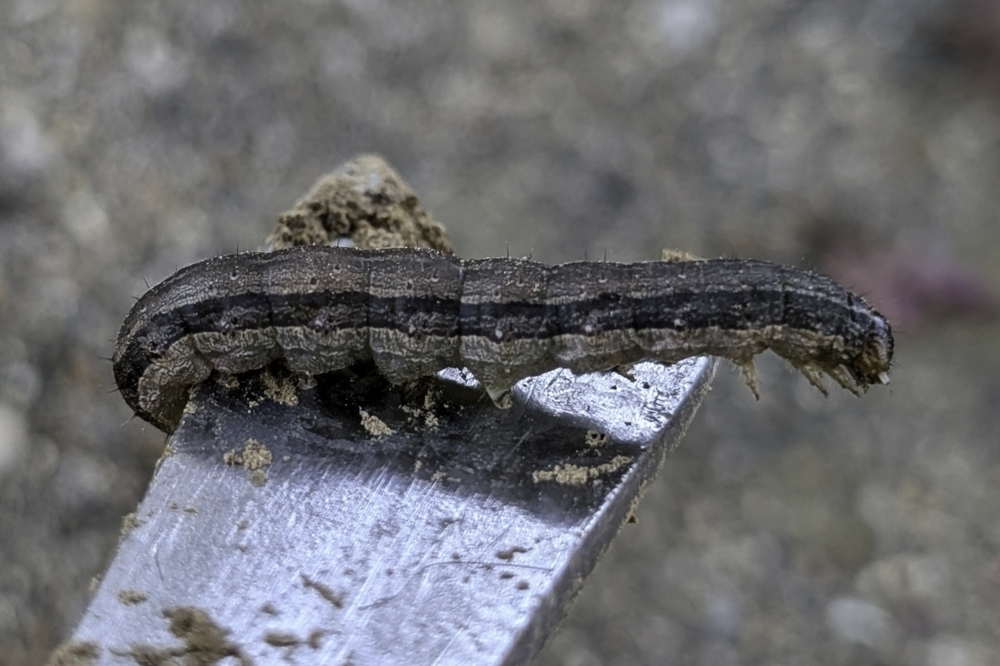 Fall Armyworm Moth from Carbondale, IL, USA on August 17, 2024 at 08:44 ...
