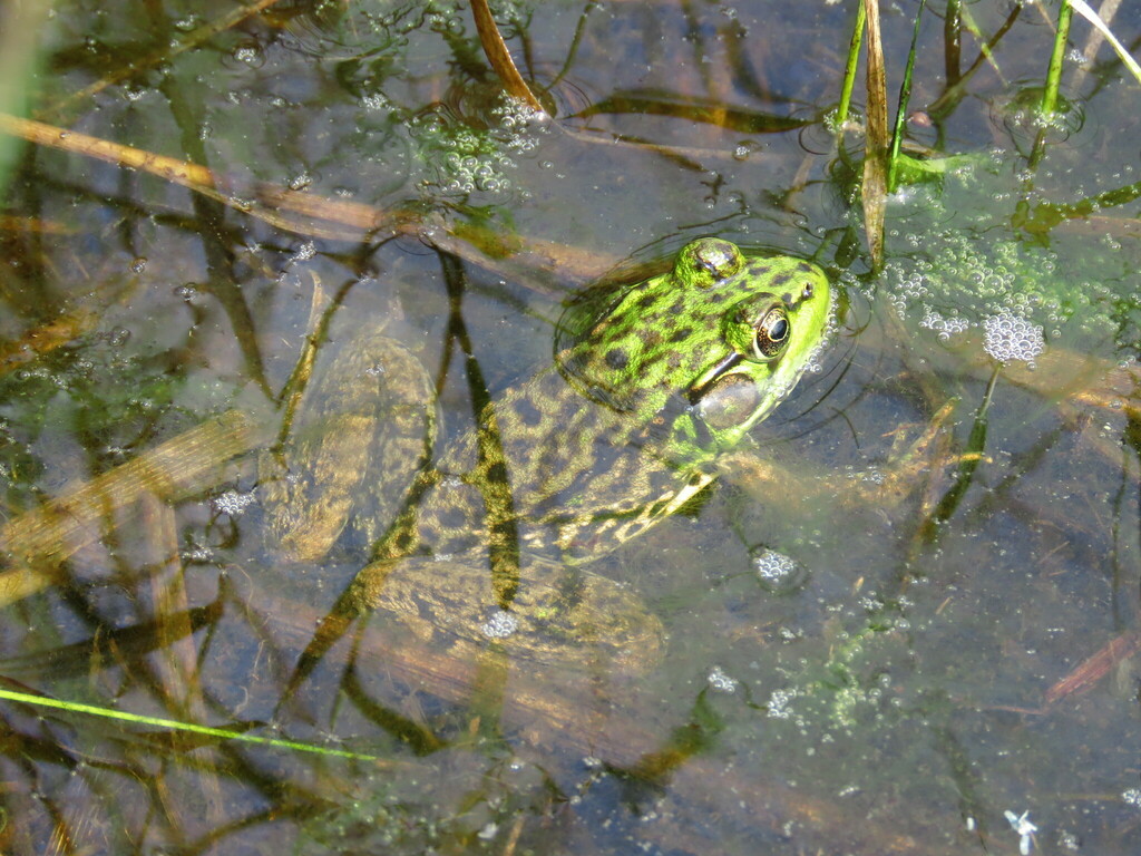 American Water Frogs from Eastman, QC J0E, Canada on August 27, 2024 at ...