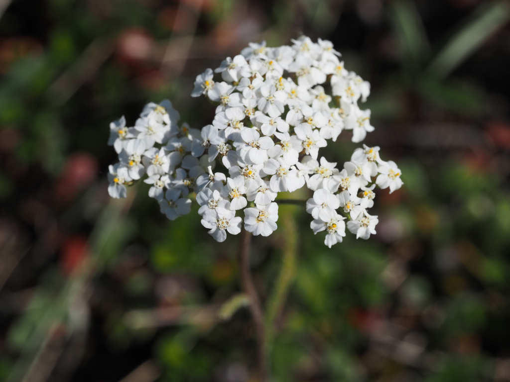 common yarrow from 4 km W Upper Laberge Lake, Whitehorse, Yukon, Canada ...