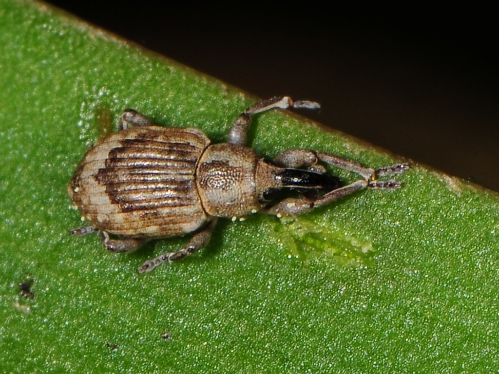 Rice Water Weevil from New London, Connecticut, United States on June ...