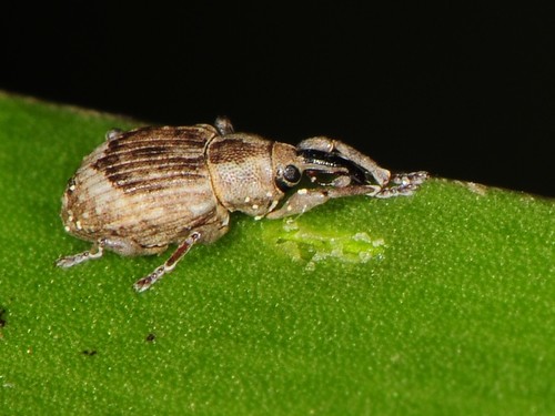 Rice Water Weevils (Lissorhoptrus)