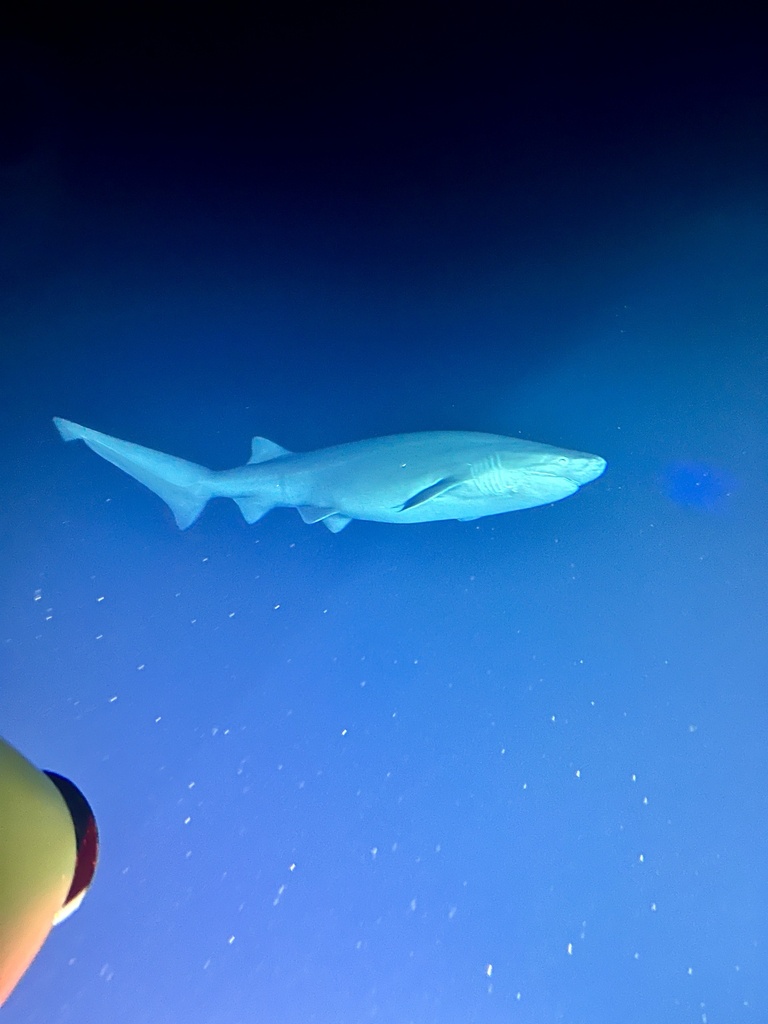 Bluntnose Sixgill Shark in May 2022 by ktnt. On board Stanley Submarine ...